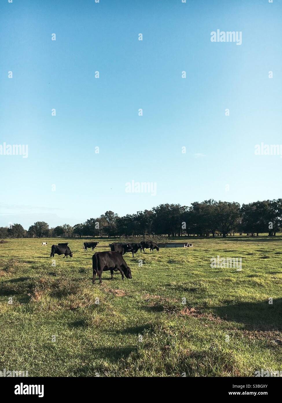 Florida ranch cattle hi-res stock photography and images - Alamy