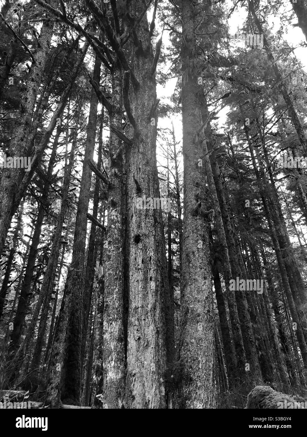 Knobby trees hi-res stock photography and images - Alamy