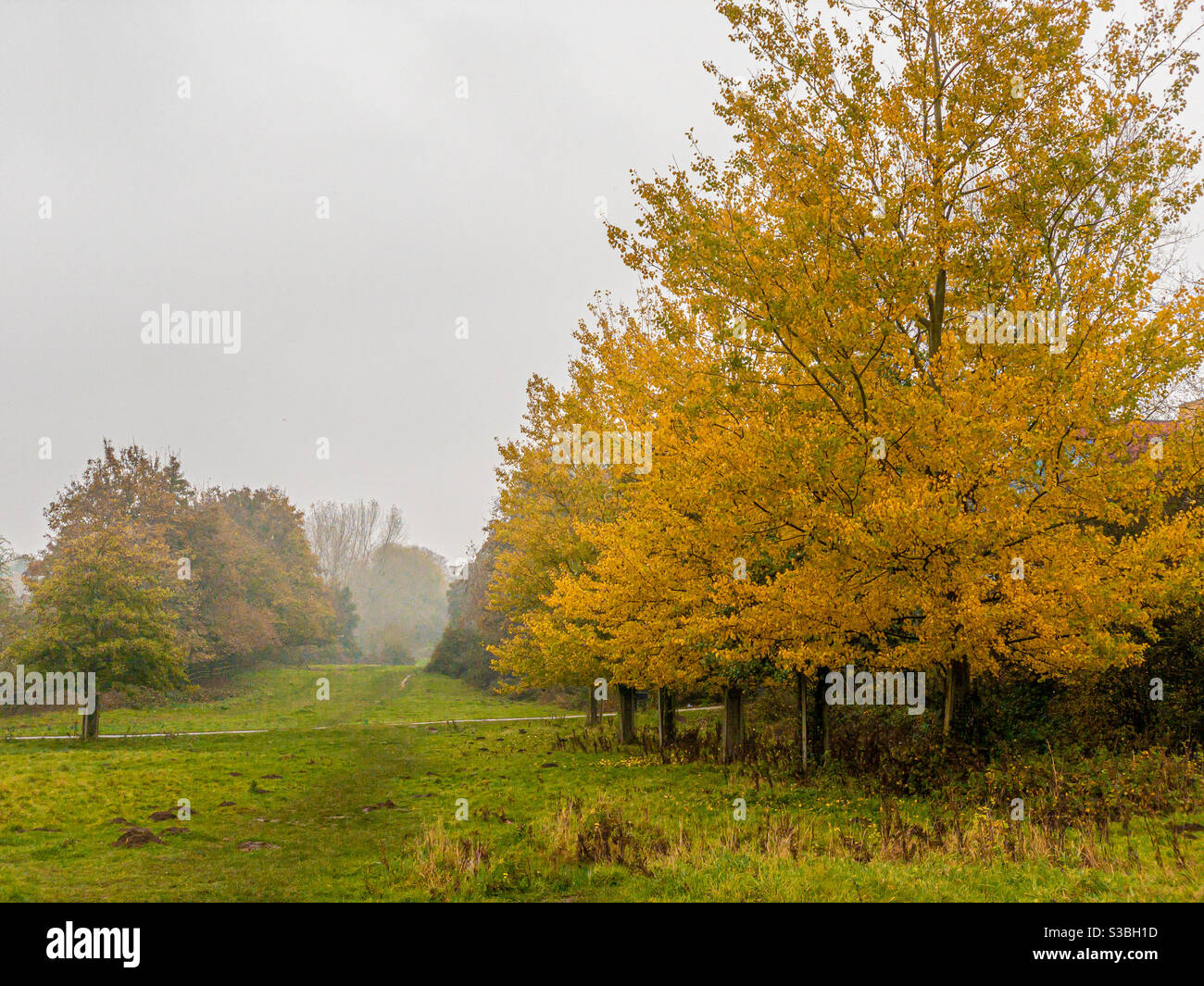 Field with trees in autumn with golden coloured foliage Stock Photo - Alamy