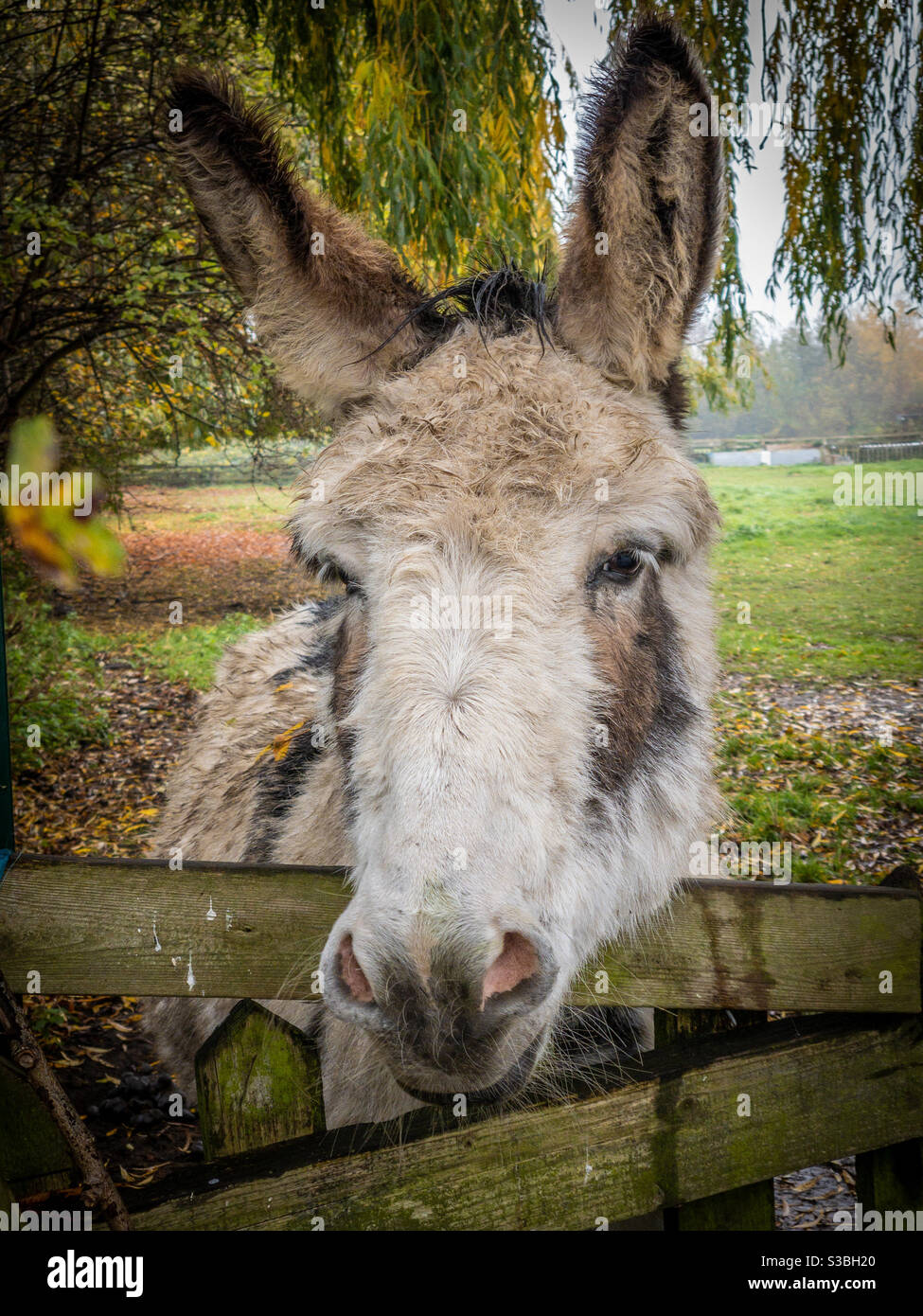 Donkey looking over fence Stock Photo - Alamy