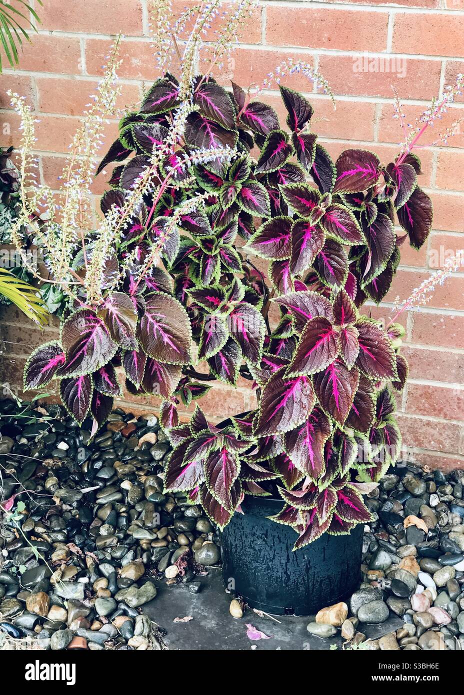 Common Coleus Plant Stock Photo - Alamy