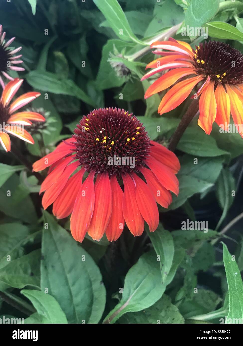 Red cone hi-res stock photography and images - Alamy