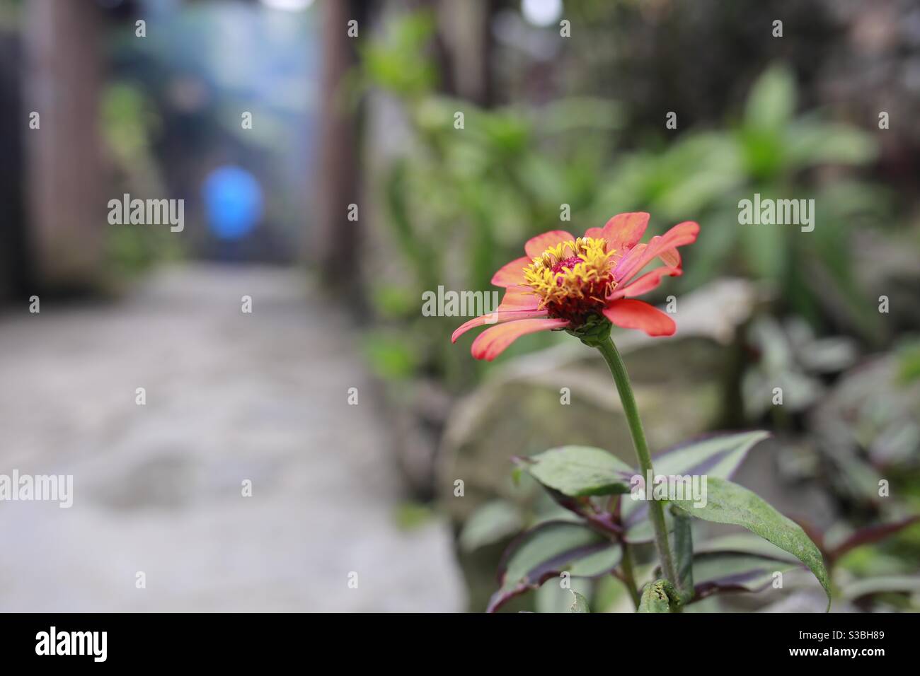 you are beautiful, you stand alone Stock Photo - Alamy