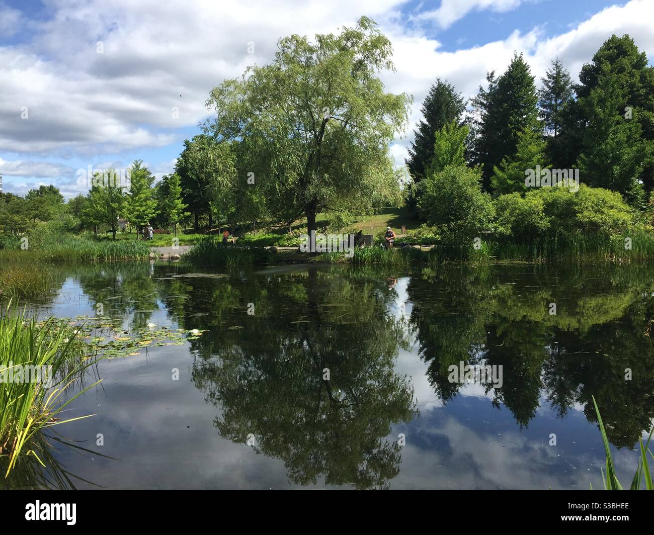 Trees around pond hi-res stock photography and images - Alamy