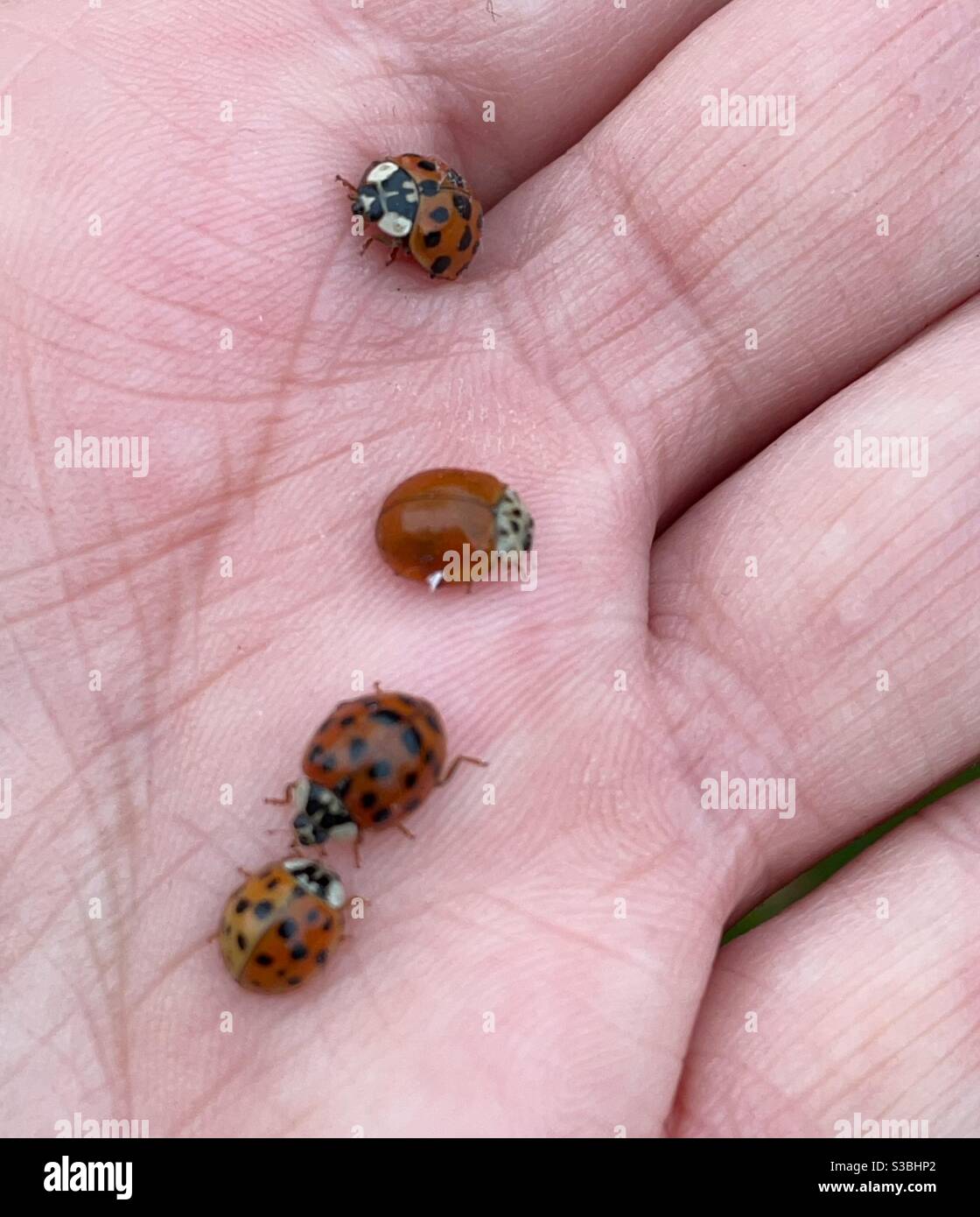 Luck beetle hi-res stock photography and images - Alamy