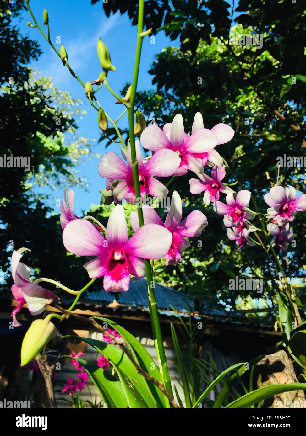 Orchids garden hi-res stock photography and images - Alamy