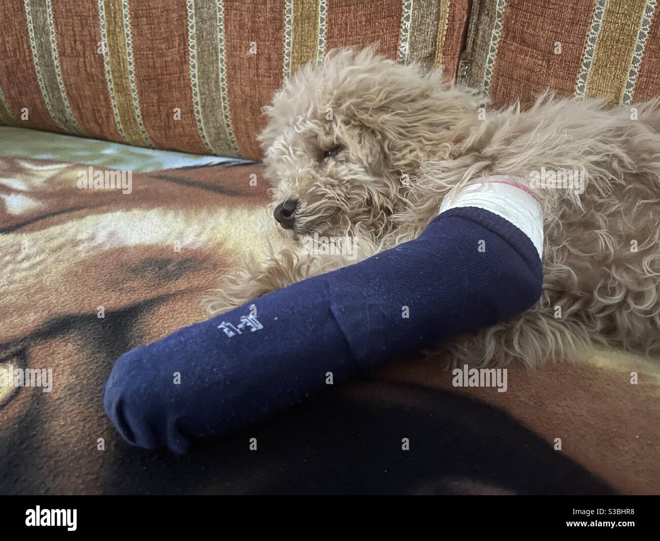 Recovery time for a poodle dog Stock Photo - Alamy
