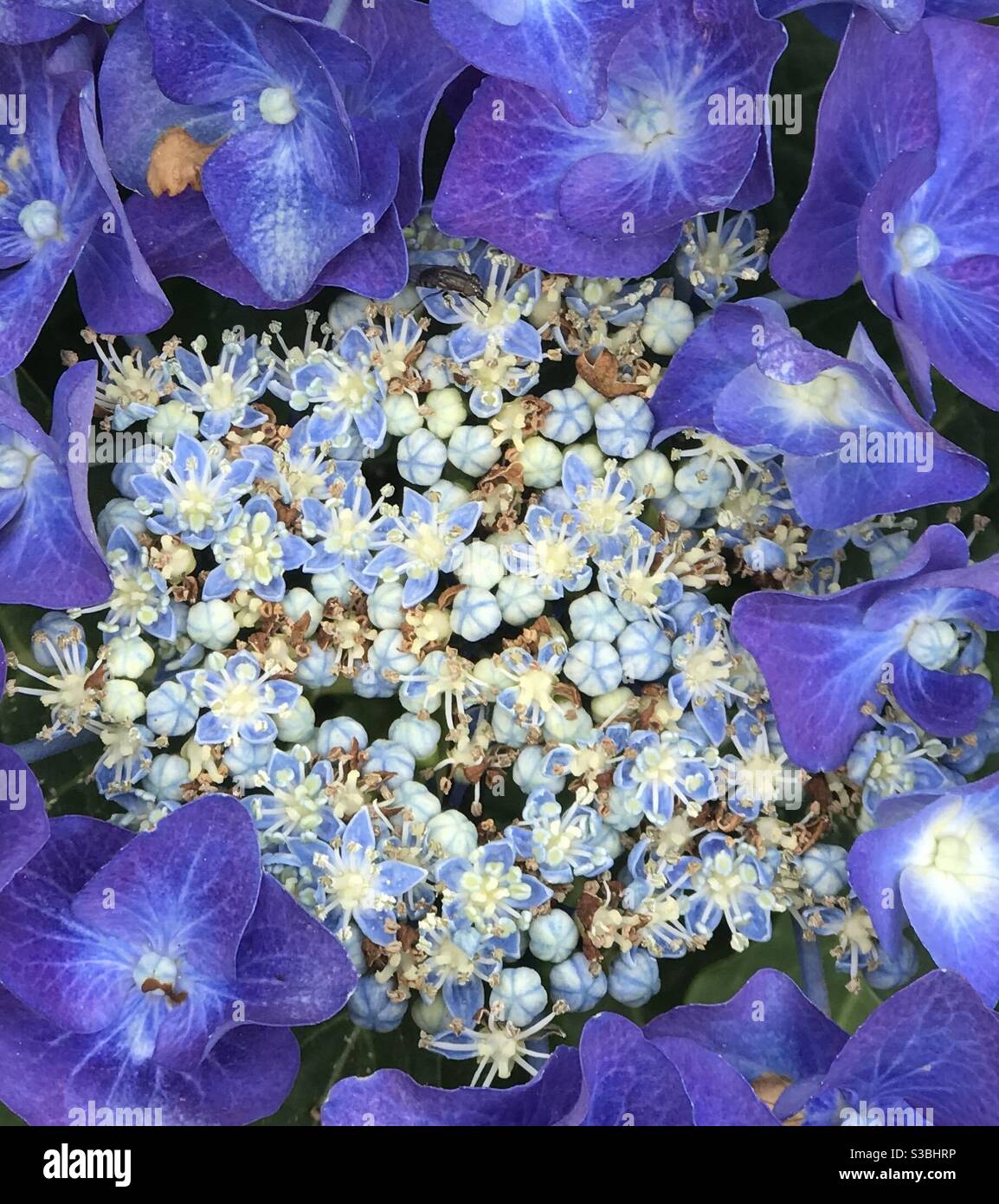 Blue diamonds hi-res stock photography and images - Alamy