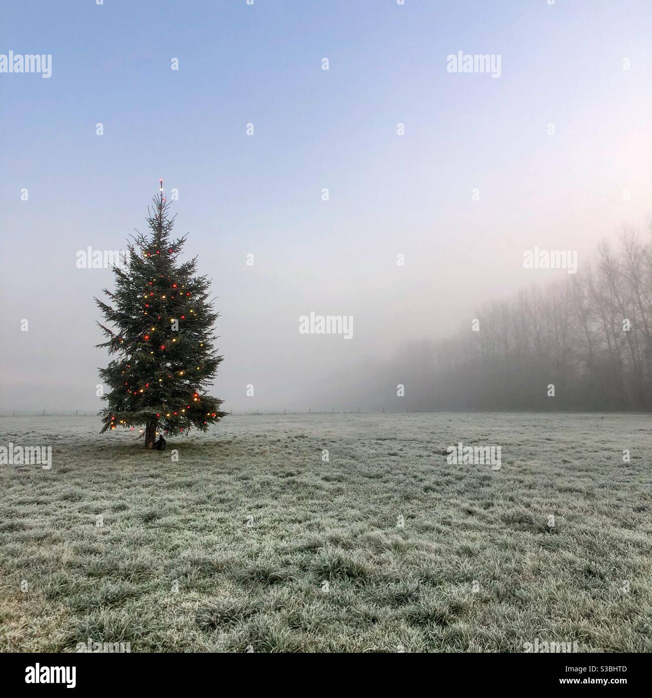 Christmas tree with frost hi-res stock photography and images - Alamy