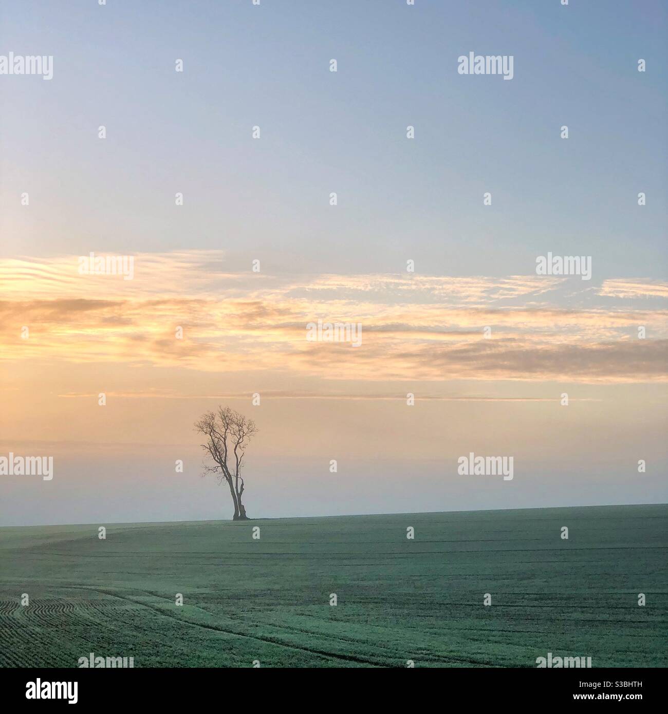 Tree in mist hi-res stock photography and images - Alamy