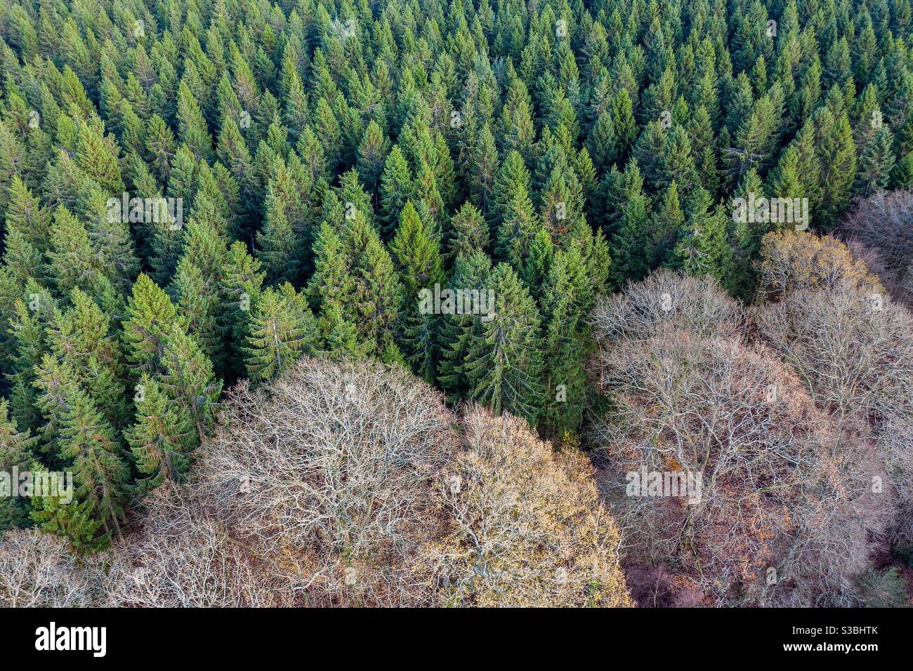 Forest looking at trees hi-res stock photography and images - Alamy