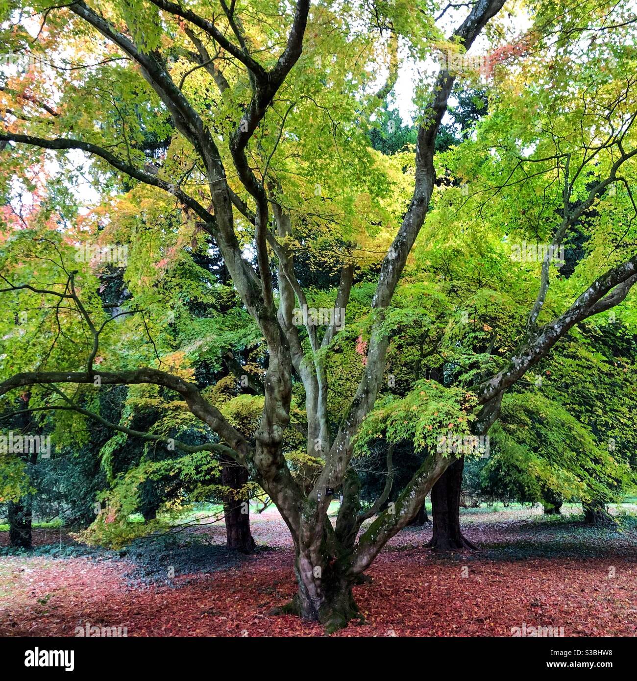 Old Japanese maple tree in autumnal colour Stock Photo - Alamy