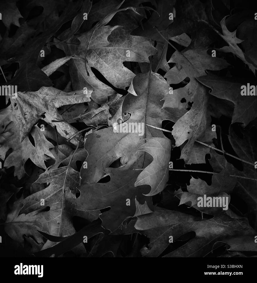 Fall season Black and White Stock Photos & Images - Alamy