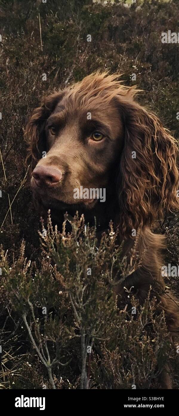 Chocolate working cocker spaniel hi-res stock photography and images ...