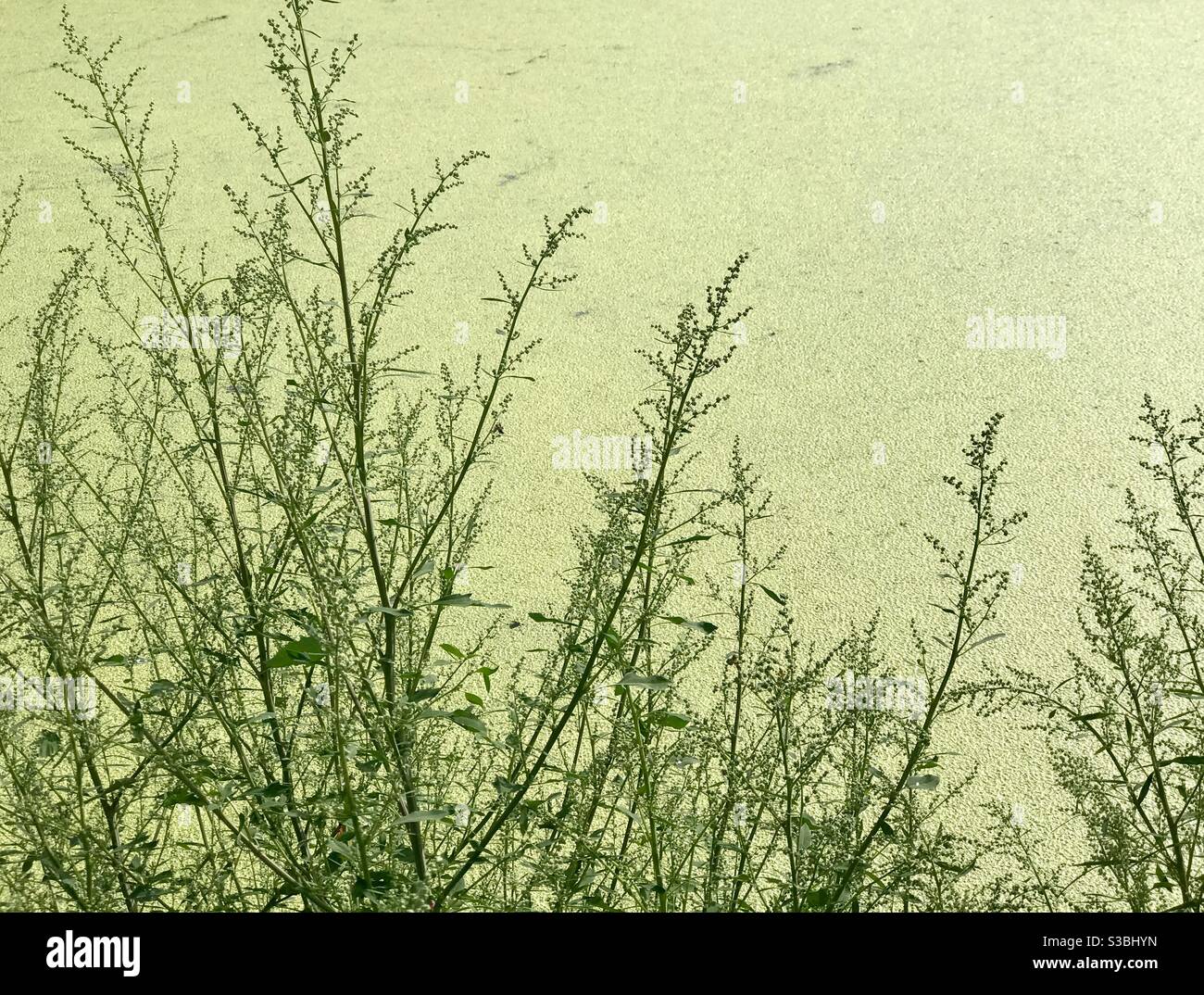 Finesse hi-res stock photography and images - Alamy