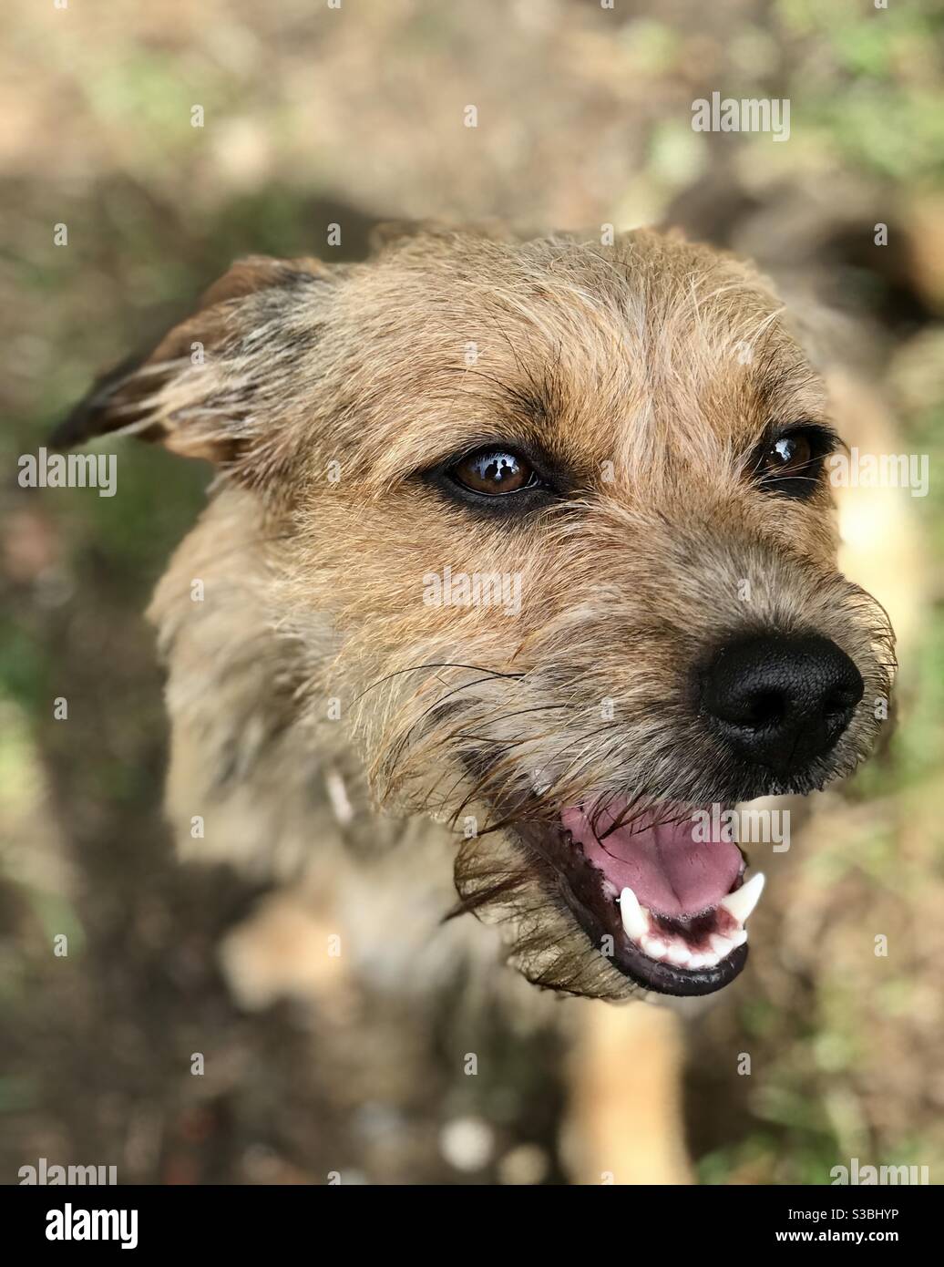 Beautiful dog hi-res stock photography and images - Alamy