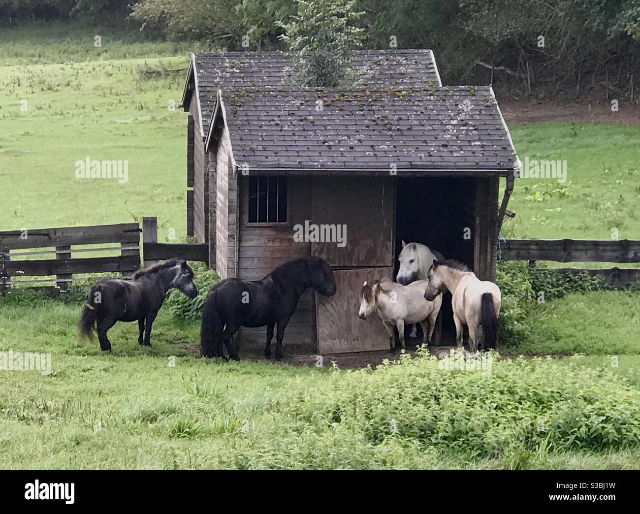 The little horse hi-res stock photography and images - Alamy