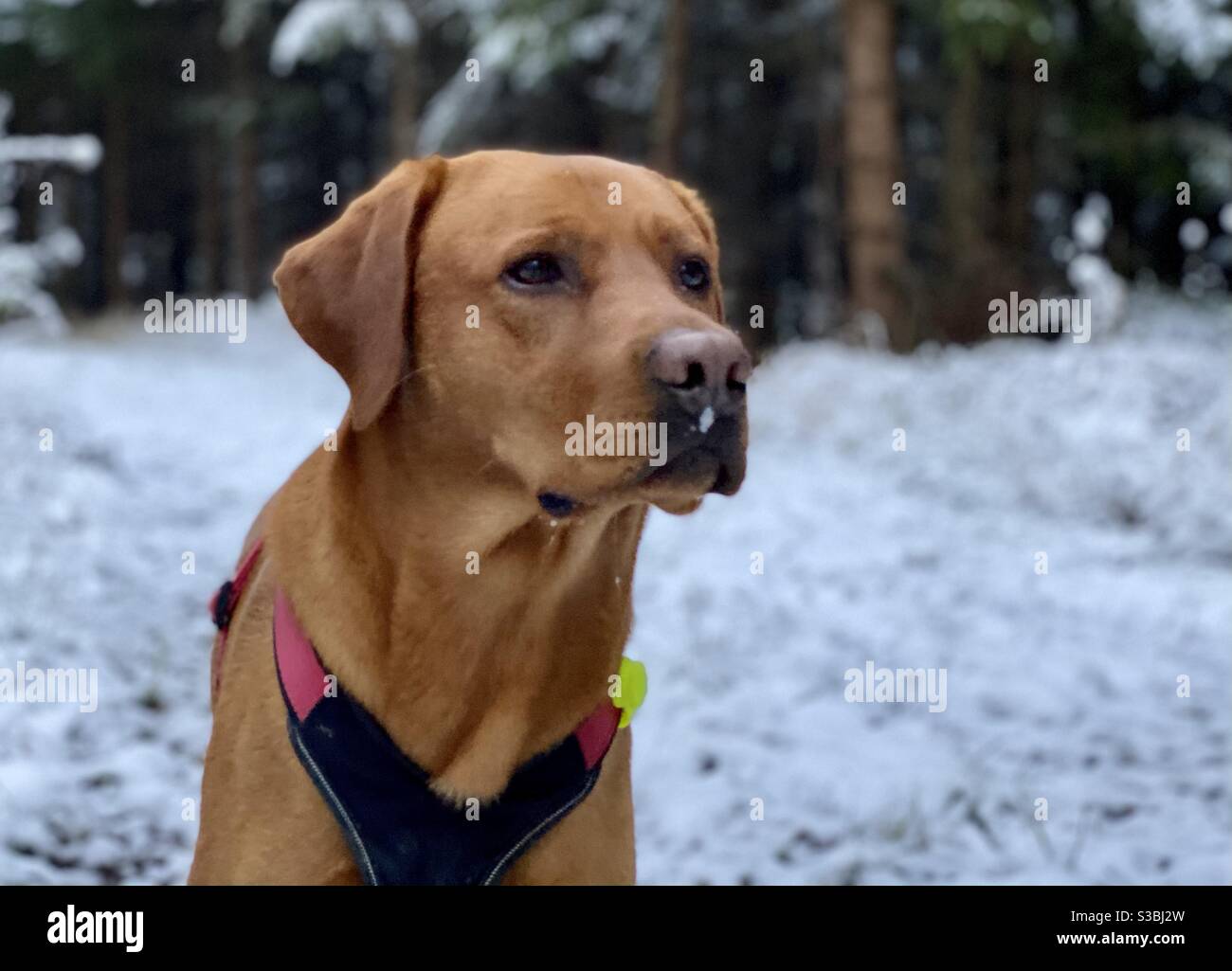 Fox red labrador retriever hi-res stock photography and images - Alamy