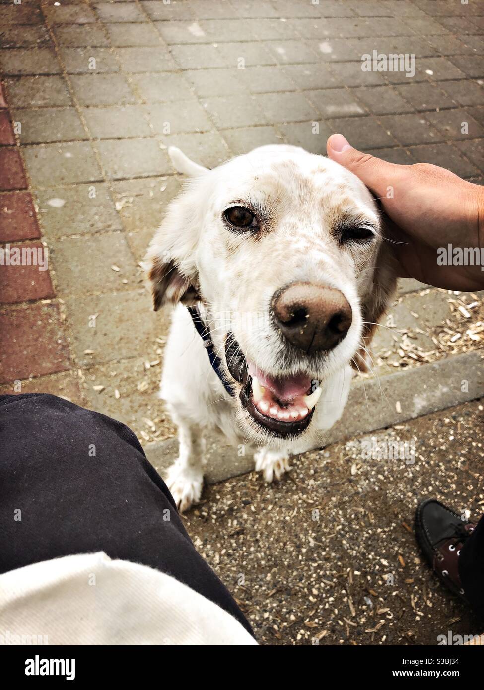 Dog patting hi-res stock photography and images - Alamy