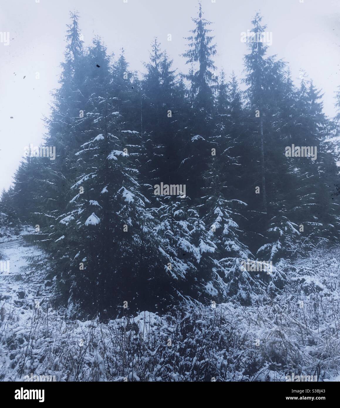 Snowy trees in Alaska Stock Photo - Alamy