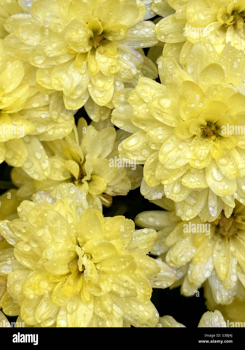 Yellow Mums High Resolution Stock Photography and Images - Alamy