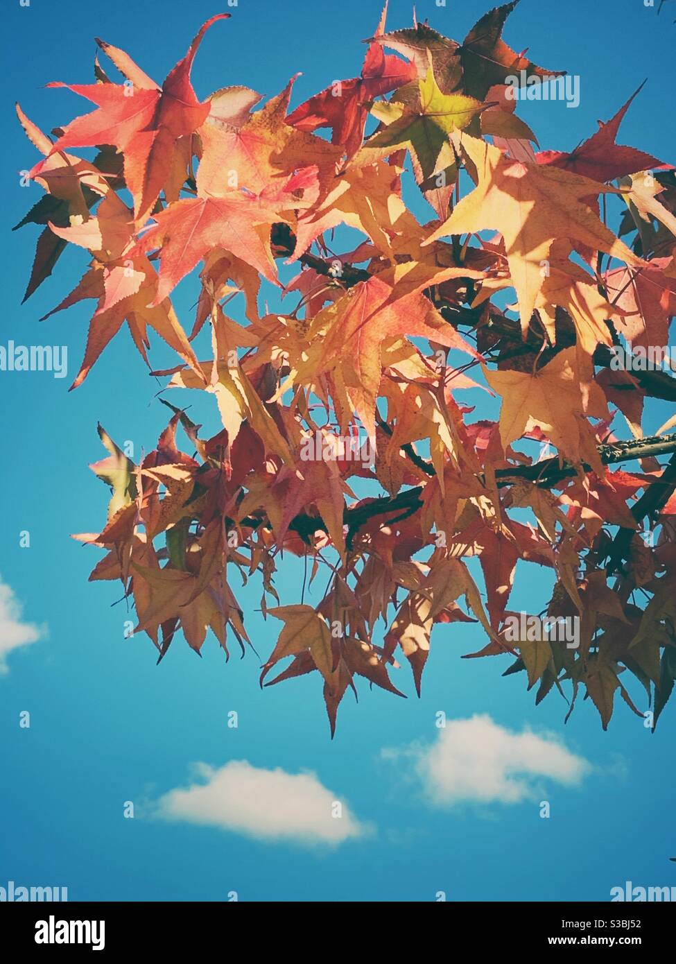 Autumn leaves with blue sky Stock Photo - Alamy