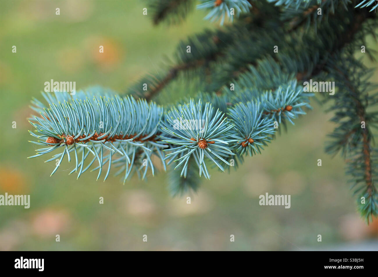 Beautiful branch of rare blue spruce Stock Photo - Alamy