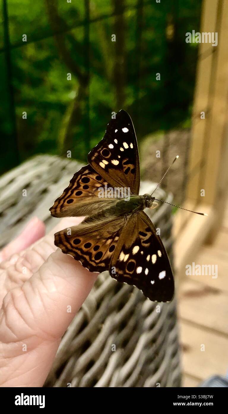 Insect in hand hi-res stock photography and images - Alamy