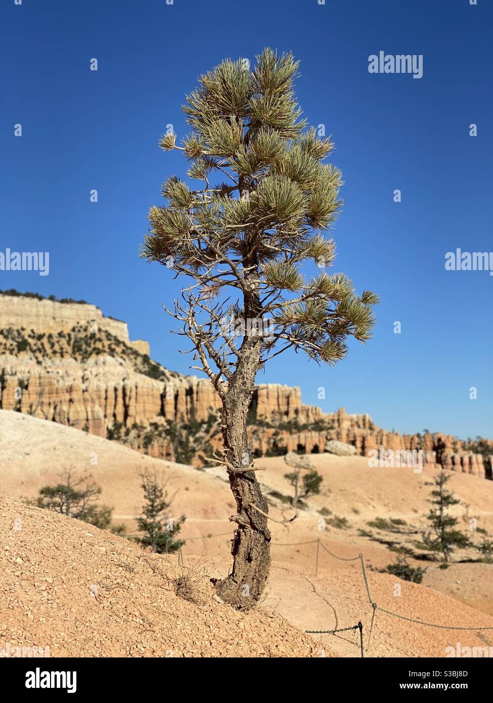 Canyon tree hi-res stock photography and images - Alamy