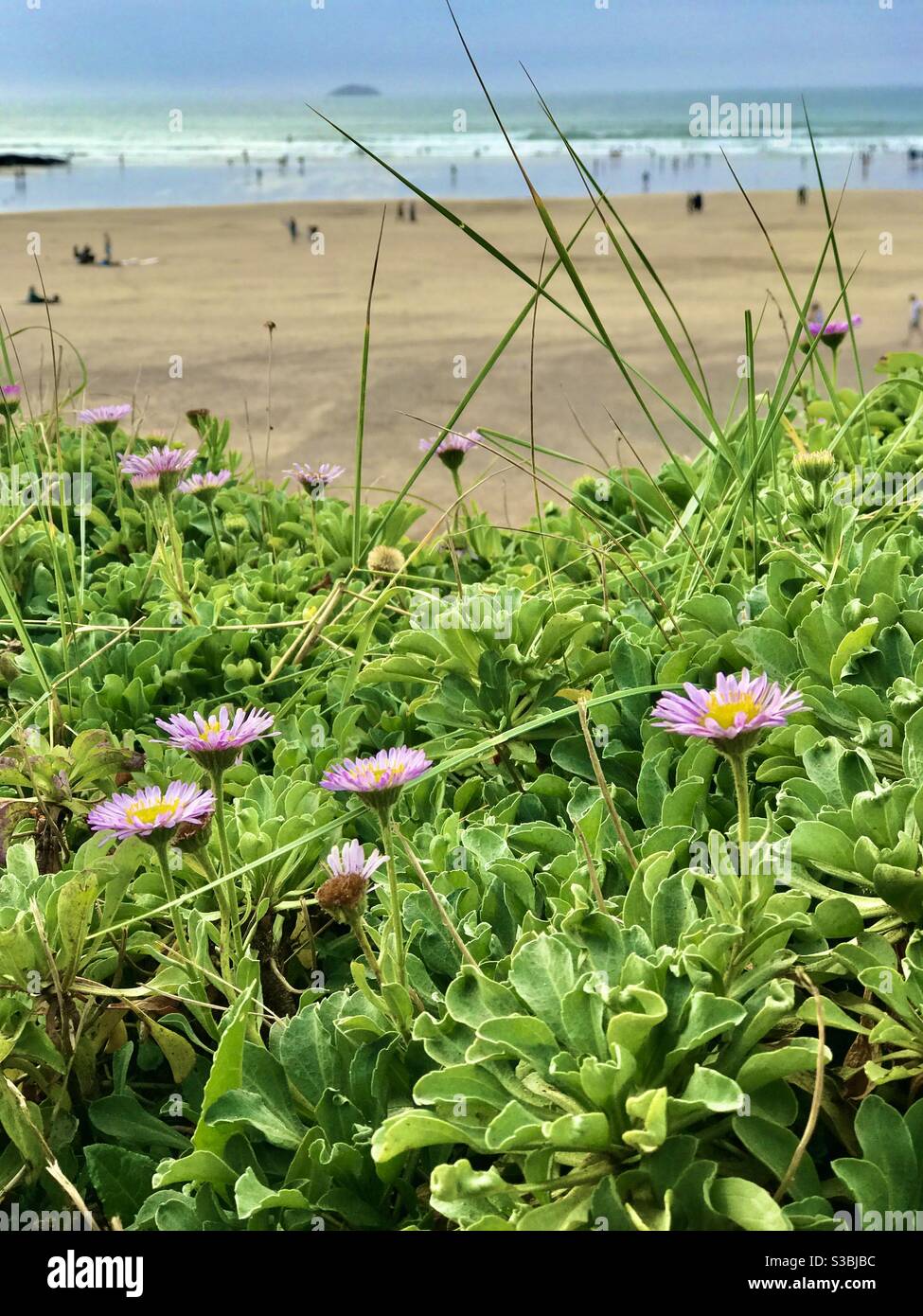 Daisy Flowers And Beaches