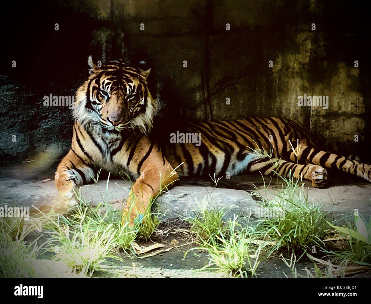 Grrr hi-res stock photography and images - Alamy