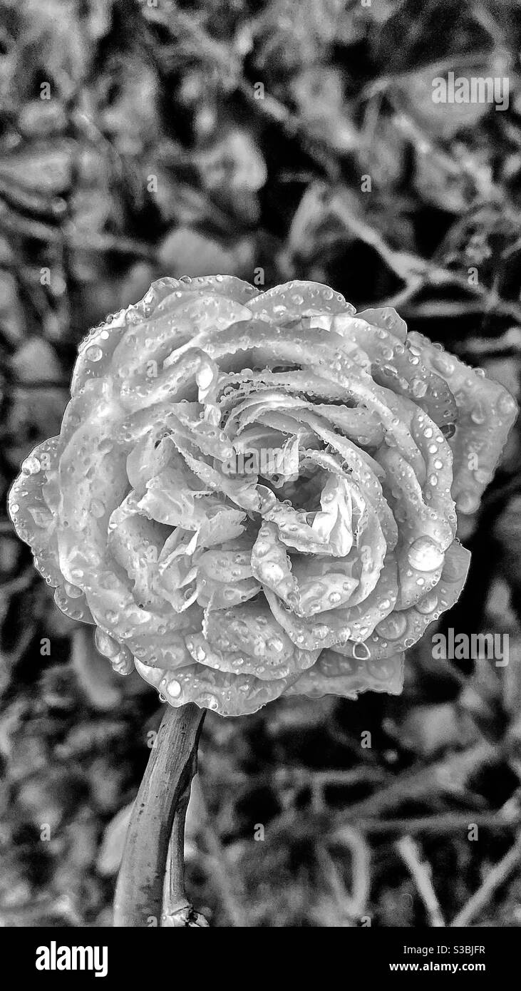 Kiss from nature hi-res stock photography and images - Alamy