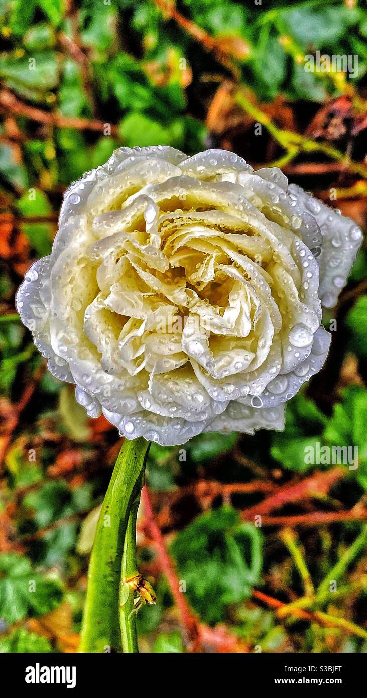 Kiss rose hi-res stock photography and images - Alamy