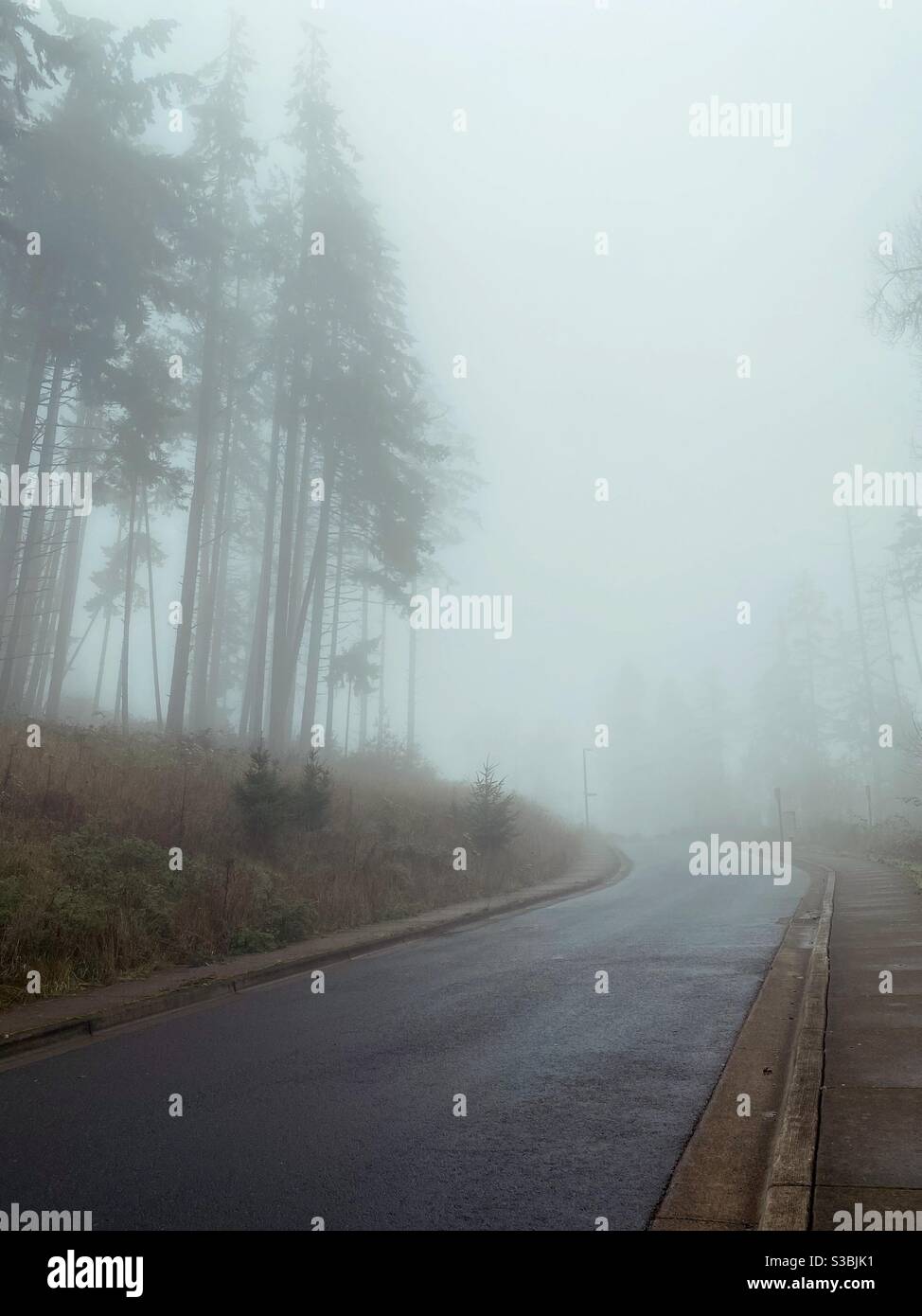 Thick fog trees hi-res stock photography and images - Alamy