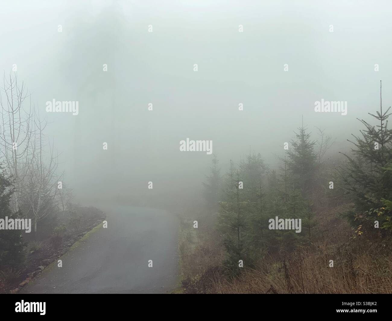 Thick fog trees hi-res stock photography and images - Alamy