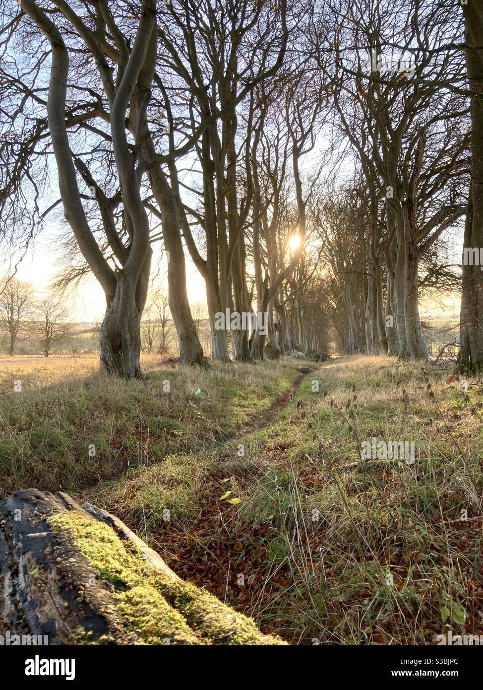 Winter woodland path hi-res stock photography and images - Alamy