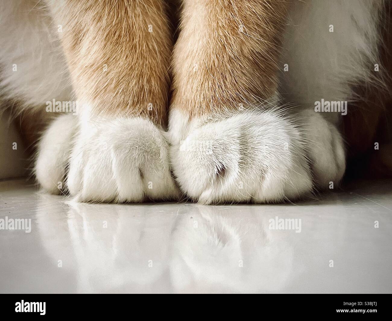 Ginger cat paws Stock Photo - Alamy