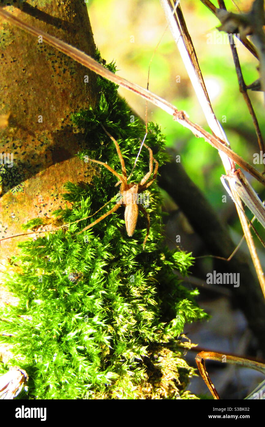 Natural spider hi-res stock photography and images - Alamy