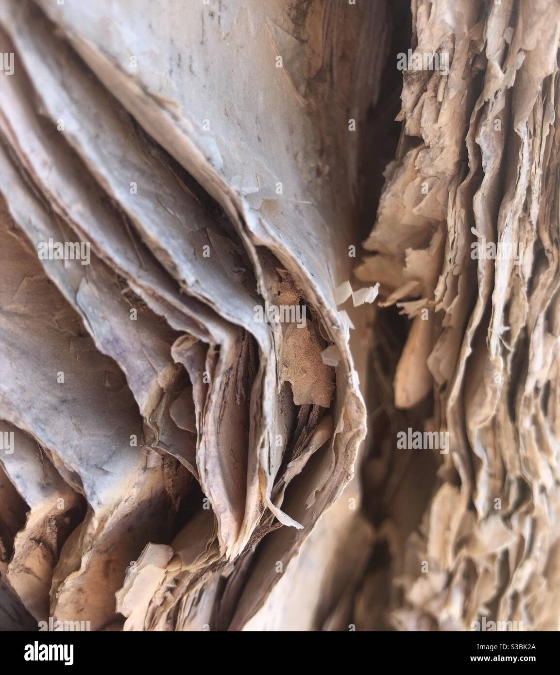 Closeup of an Australian Paperbark Tree Stock Photo - Alamy