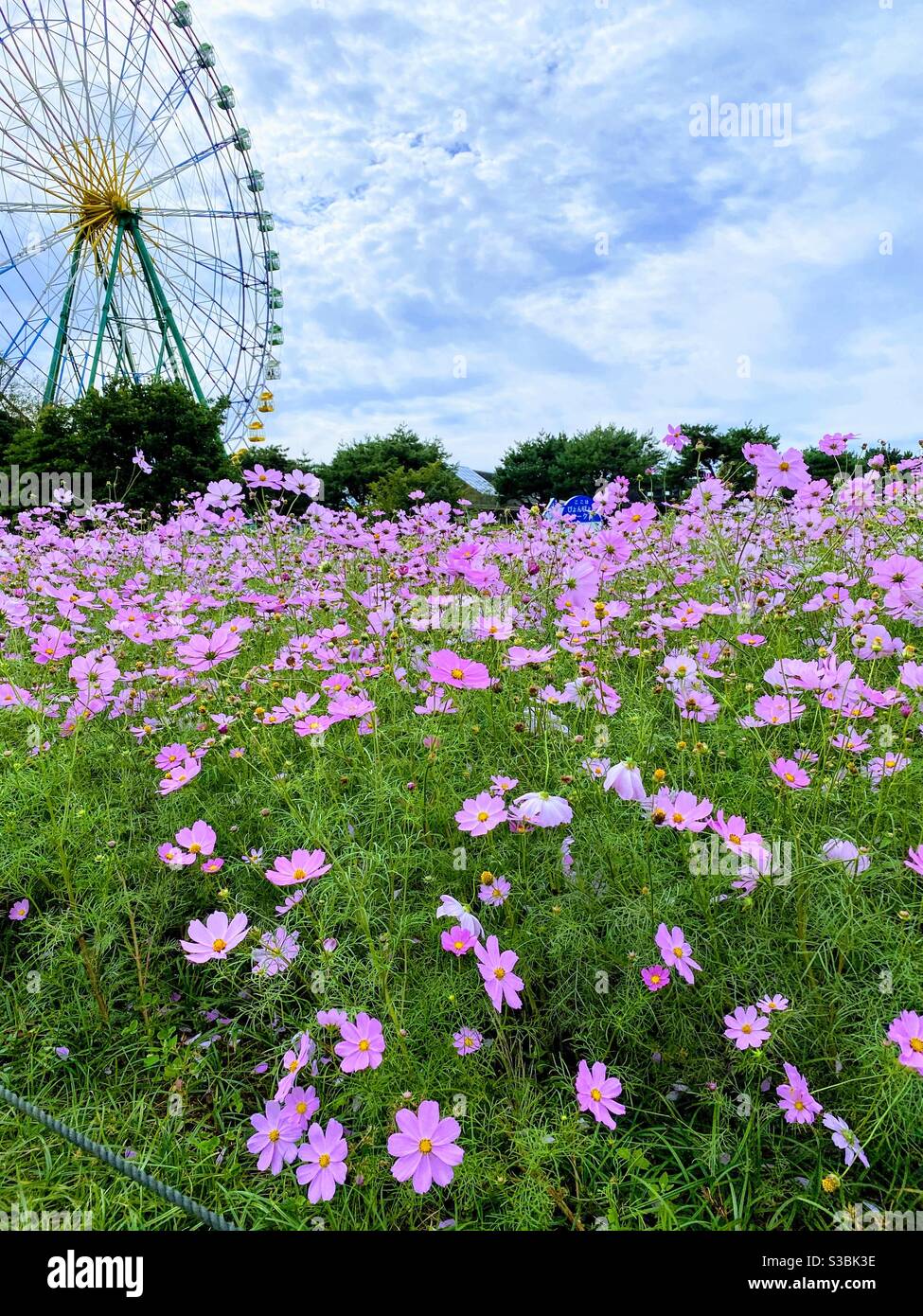 Hitachi seaside park and japan hi-res stock photography and images - Alamy