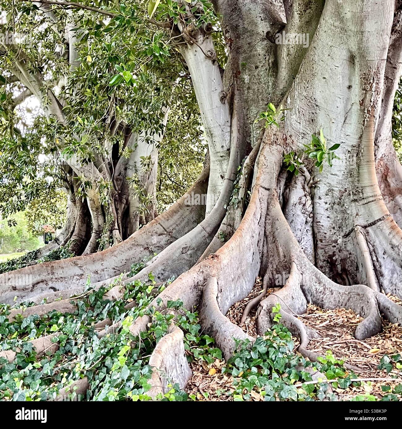 Tree with two trunks hi-res stock photography and images - Alamy