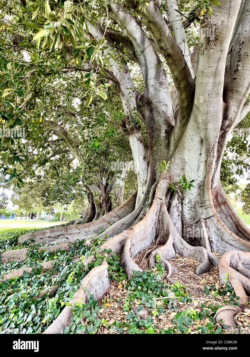 Tree trees trunks hi-res stock photography and images - Alamy