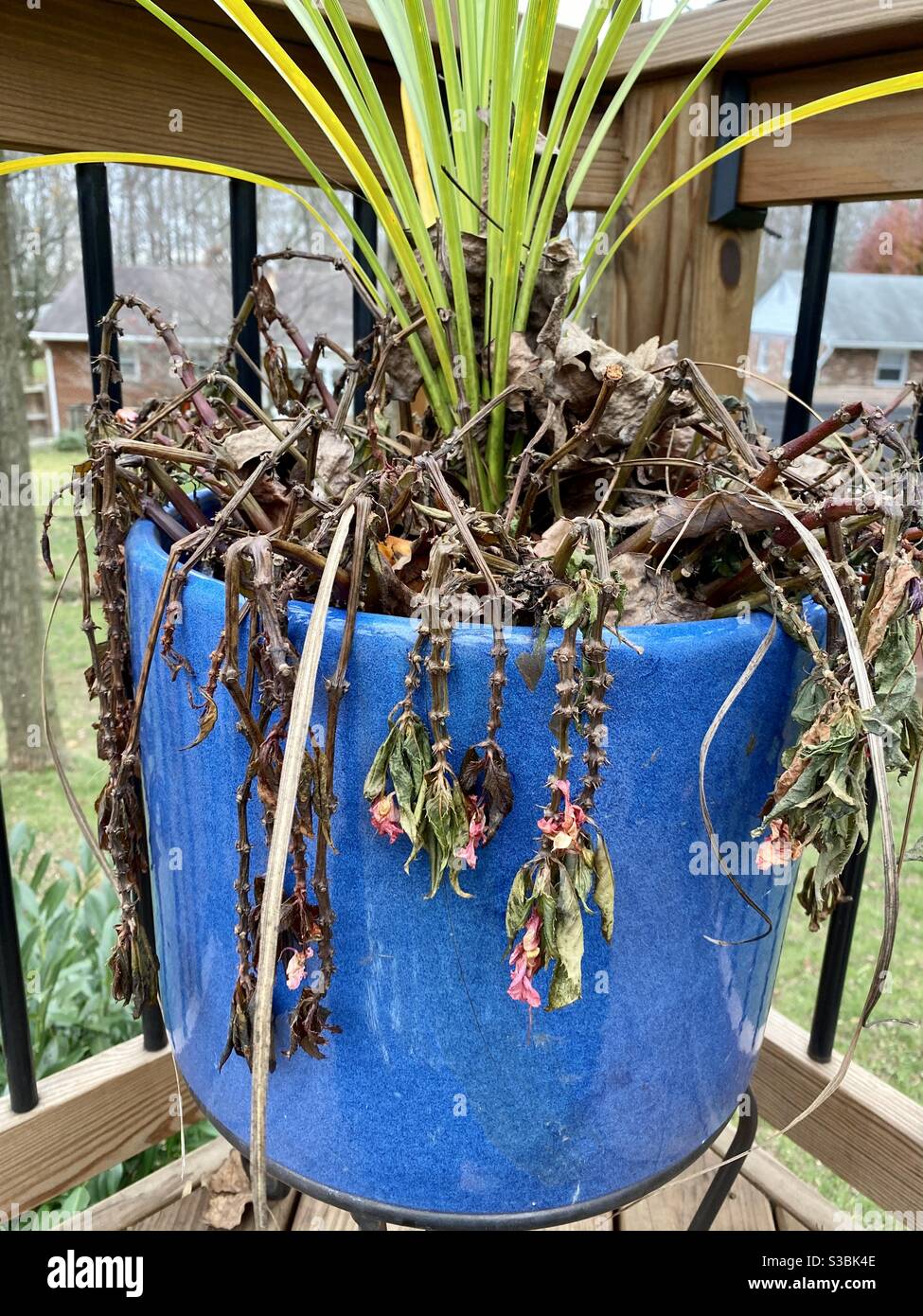 Wilted plant pot hi-res stock photography and images - Alamy