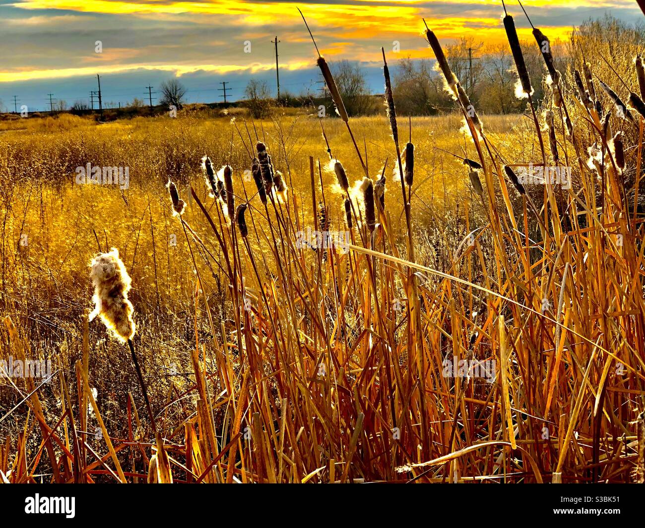 Cattails hi-res stock photography and images - Alamy