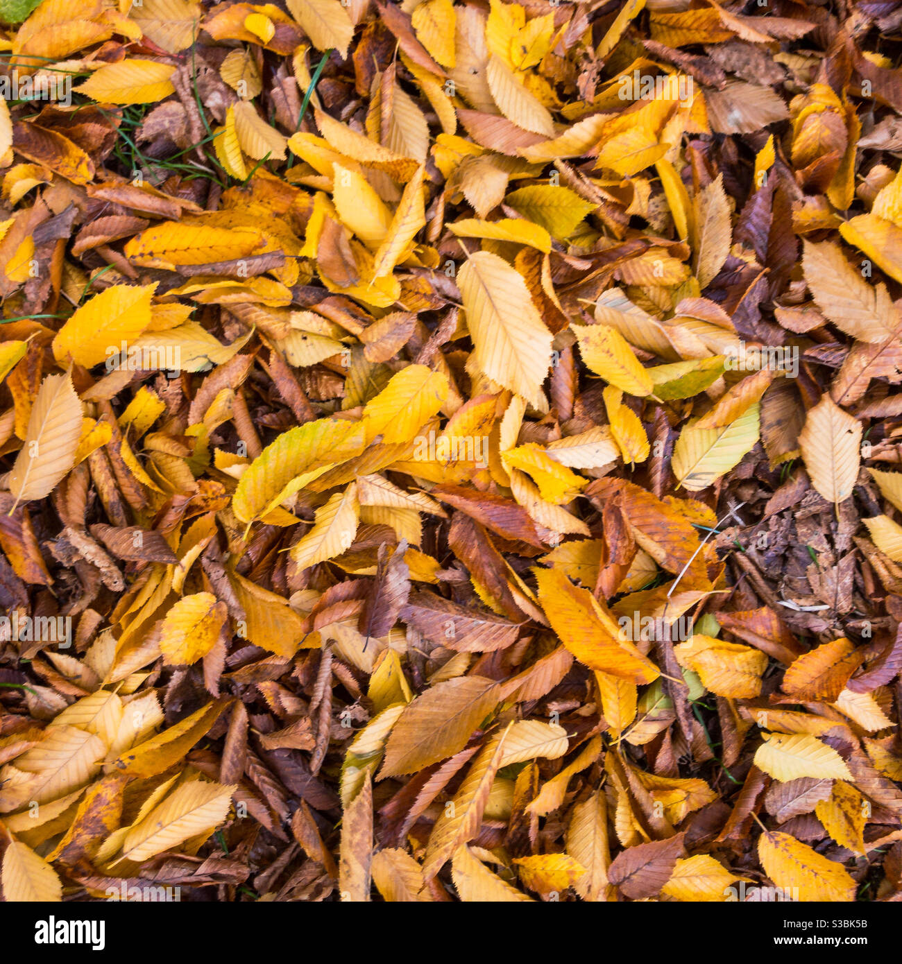 Yellow leaves fall hi-res stock photography and images - Alamy