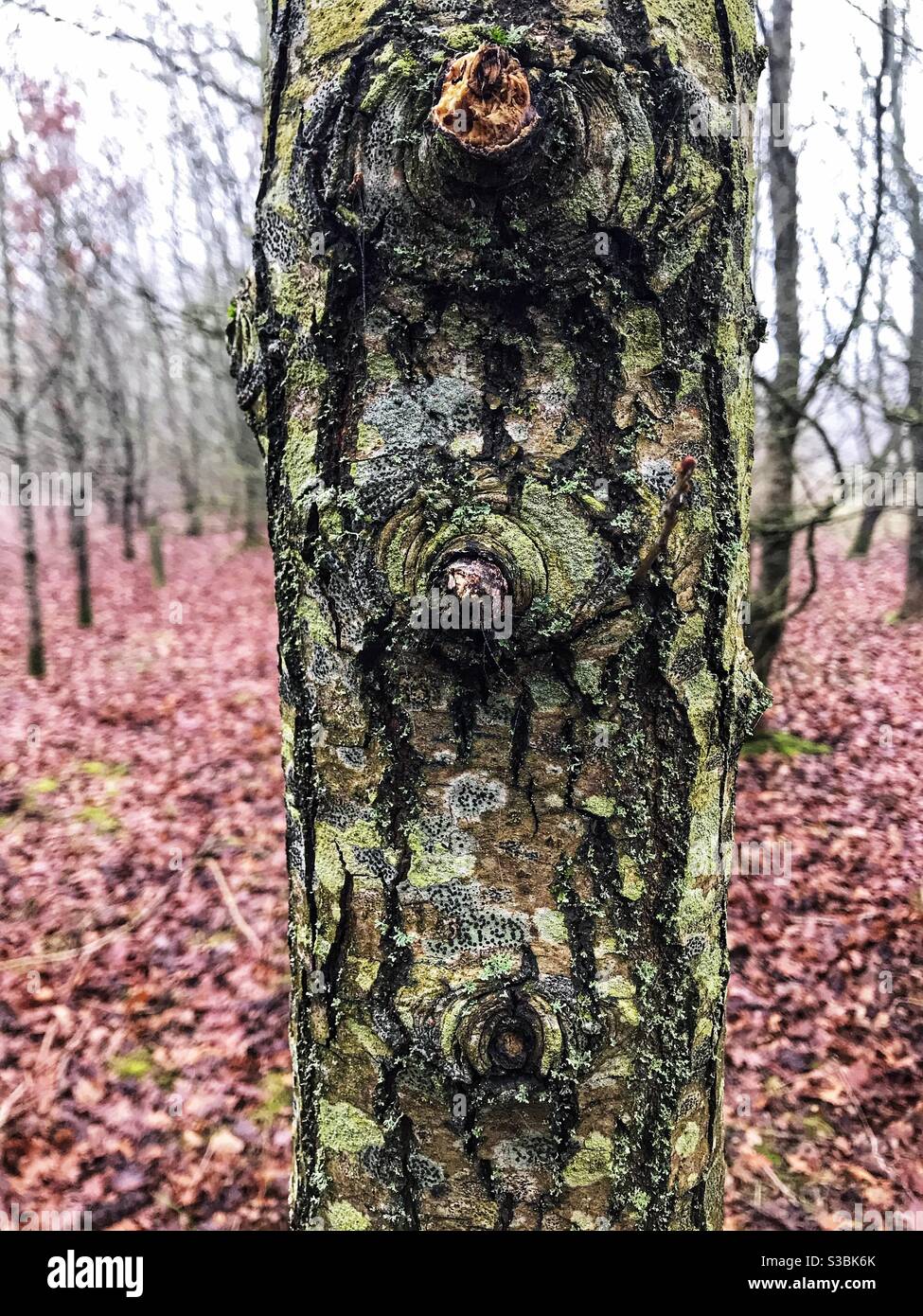 Interesting tree trunk hi-res stock photography and images - Alamy