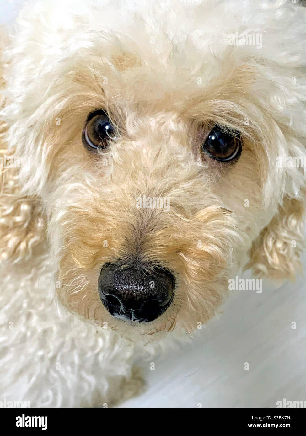 The close look of the little blond poodle Stock Photo - Alamy