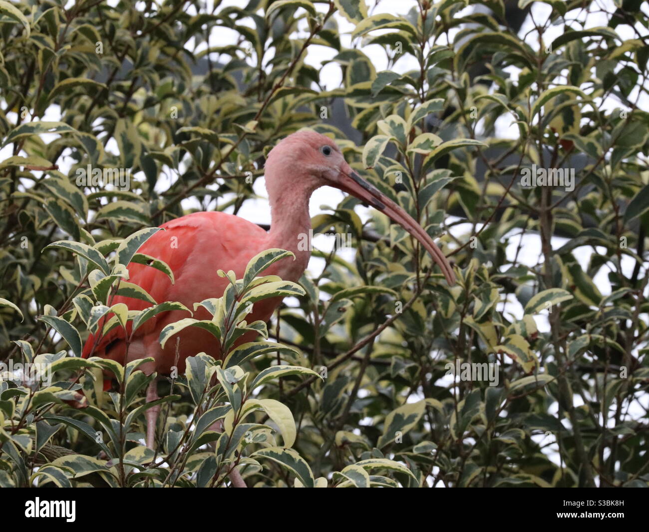 Scarlet Ibis in tree foliage Stock Photo - Alamy