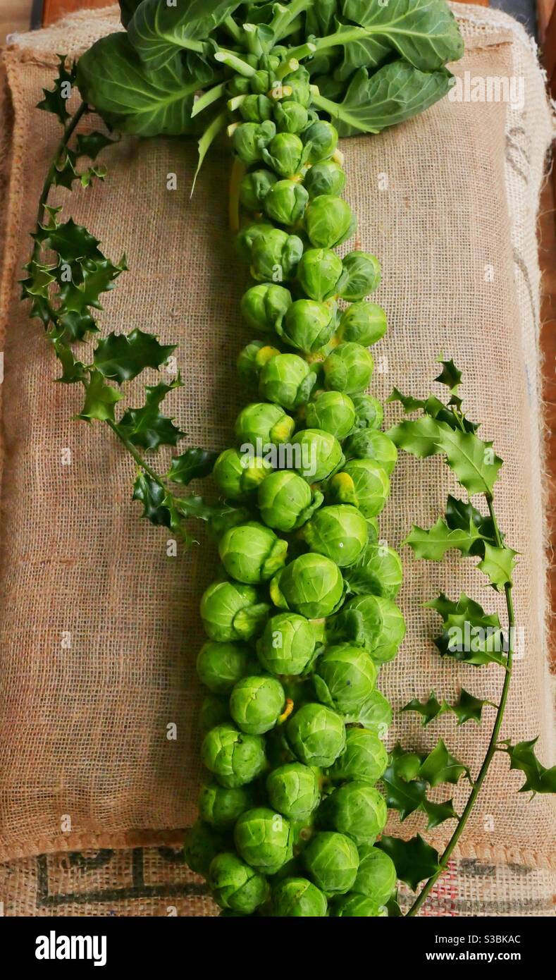 Christmas brussels sprouts on the stalk with holly Stock Photo - Alamy