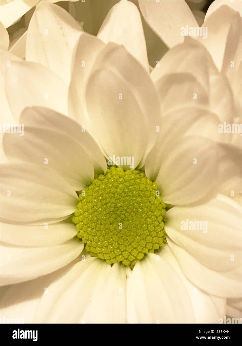 View flowering hi-res stock photography and images - Alamy